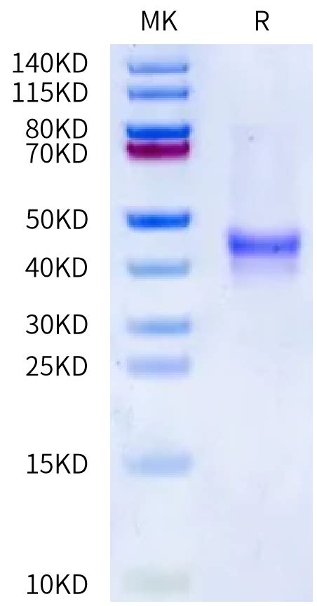 Human Mucin 1 Muc 1 Protein Muc Hm201 Kactus