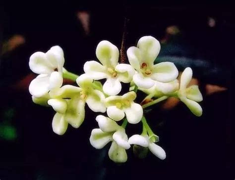 桂花著名的古诗词鉴赏（桂花古诗词集锦） 我爱育娃