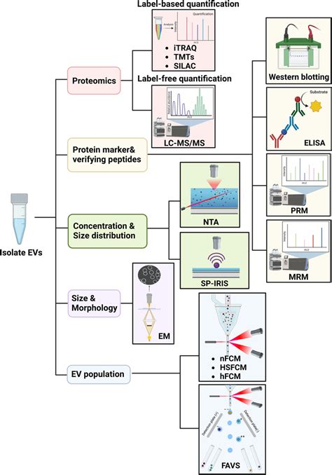 Small Extracellular Vesicle Sev Detection And Characterisation Sevs