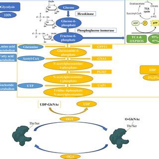 Schematic Illustration Of Hexosamine Biosynthetic Pathway And Protein