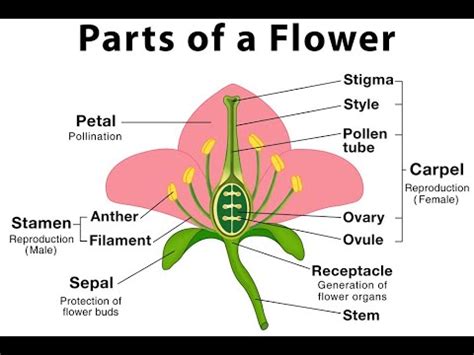 Typical Flower Structure Types Of Reproduction In Plants YouTube