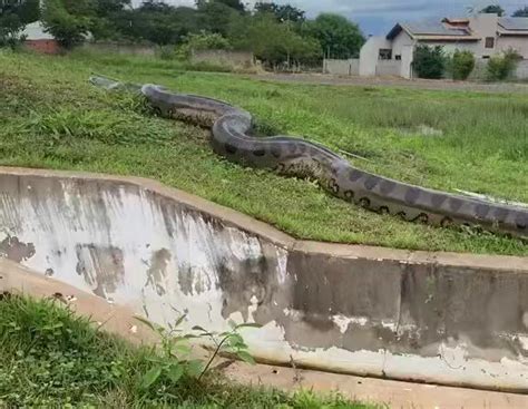 Liana Kerzner On Twitter Snek
