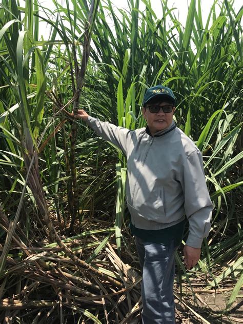 Dost Pcaarrd With Nutrio Biofertilizer Sugarcane