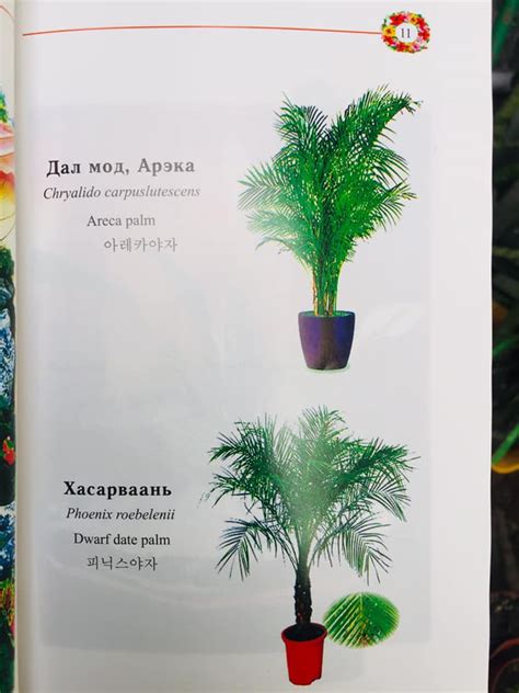 Баялаг ХӨРС Цэцэг ургамлын нэрс хэрэгтэй нь хадгалаад