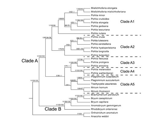 the strict consensus tree obtained from the combined rps4 trnl f