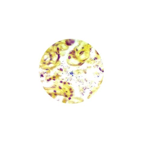 Gram Stain Kit Azer Scientific