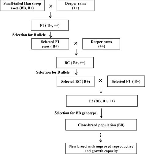 The Breeding Programme For Mas By Bmpr1b A746g Mutation In The Download Scientific Diagram