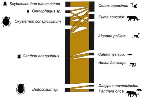 Uncover The Dna Secrets From Dung Beetle Guts Reassembly