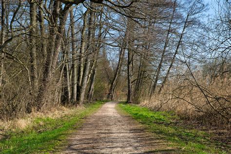 Spring Path Promenade Free Photo On Pixabay Pixabay