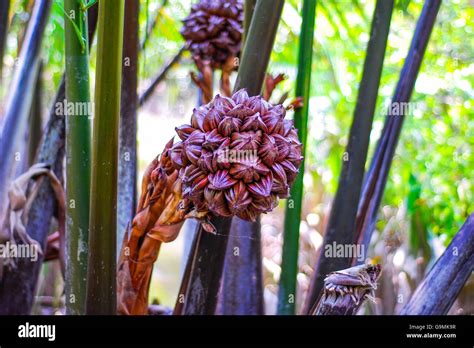 Nypa Fruticans Hi Res Stock Photography And Images Alamy