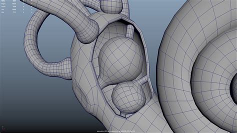 3d Inner Ear Utricle And Saccule Turbosquid 2190689