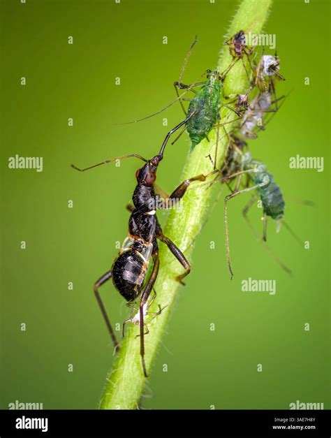 Larva Of An Ant Bug Sucks Out Aphids Ant Bugs Suck Out Aphids Stock