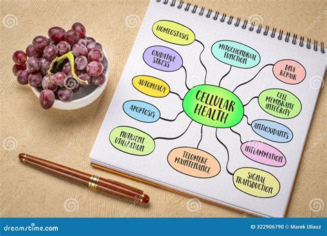 Cellular Health Concept Processes That Contribute To The Optimal Functioning Of Organism Cells