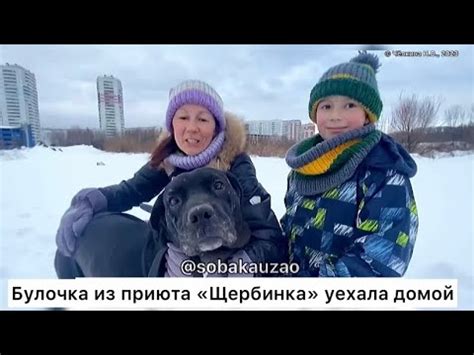 Собака Булочка из приюта «Щербинка» уехала домой! Проект Собака Юзао ...