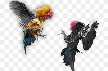 Cockfighting Png Images Pngwing