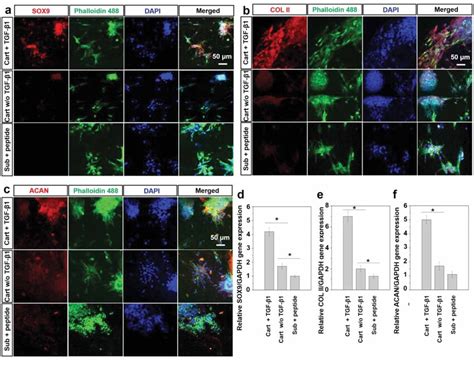 Immunofluorescence Staining Of Chondrogenic Markers In Rbmscs In
