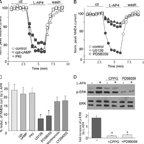 Activation Of Erk Is Required For Mglur7 Reduction Of Nmdar Currents A Download Scientific