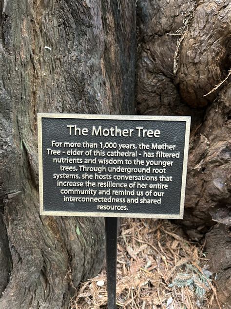 Leadership Lessons From The Mother Tree Millennial Executive