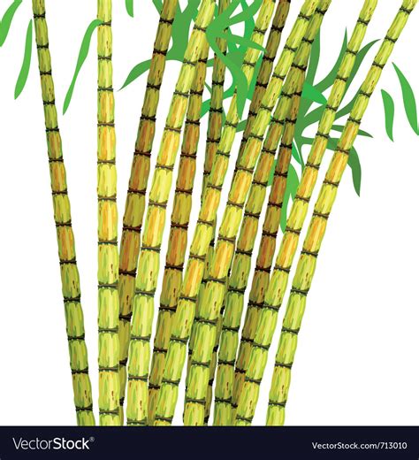 Sugar Cane Royalty Free Vector Image Vectorstock