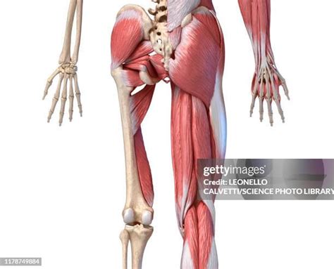 Human Hip Leg And Hand Anatomy Illustration High Res Vector Graphic