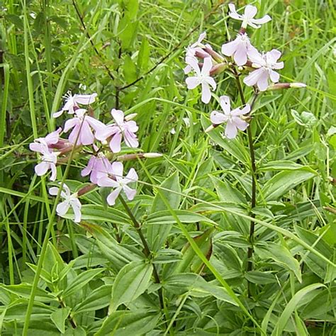 Tk 175 Saponaria Officinalis Valentine E Shop