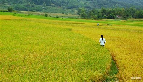 Hình ảnh đẹp Về Cánh đồng Lúa Chín ở Làng Quê Việt Nam