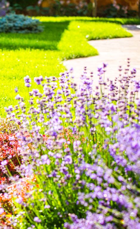 Proscape Properties Llc Committed Landscapers Driven To Provide The Highest Quality