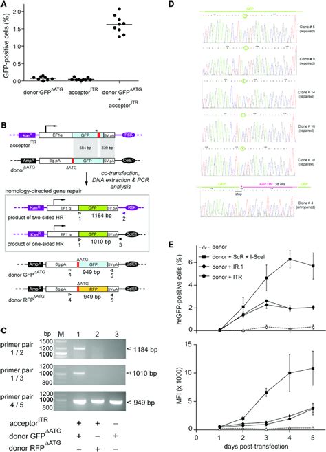 Comparison Of The Ability Of Simple And Composite Inverted Dna Repeats Download Scientific