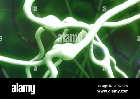 Neurons And Neural System Active Nerve Cell In Human Neural System Neuron Impulses Neuron