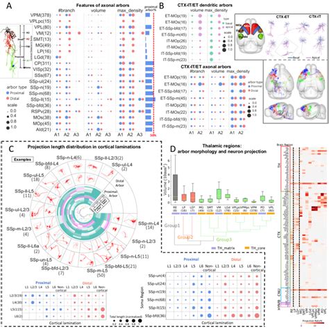 Morphological Stereotypy And Diversity In Neuronal Arbors A Matrix Download Scientific