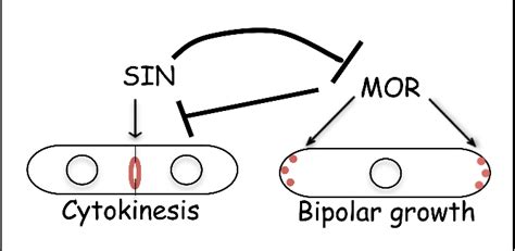 Figure 6 From The Mitosis To Interphase Transition Is Coordinated By