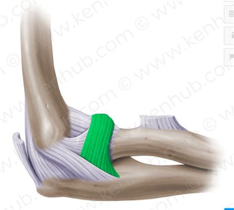 Kyynärnivelen Nivelsiteet Flashcards Quizlet