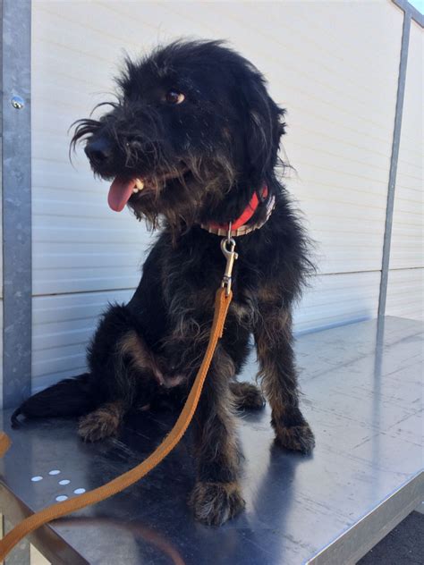 Schneewittchen Streunergl Ck E V