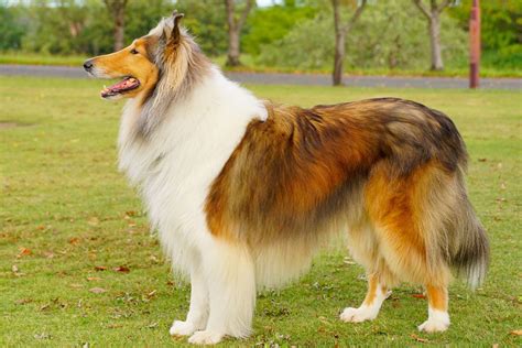 13 Extraordinary Facts About Rough Collie