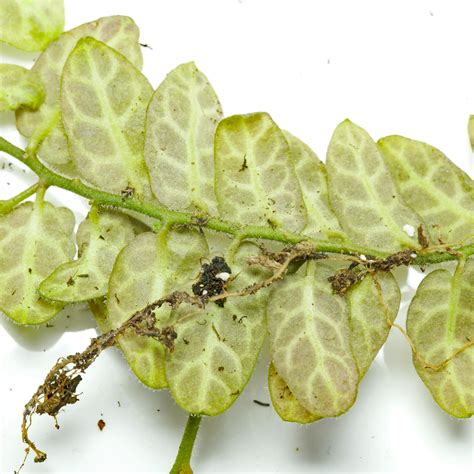 Solanum evolvulifolium
