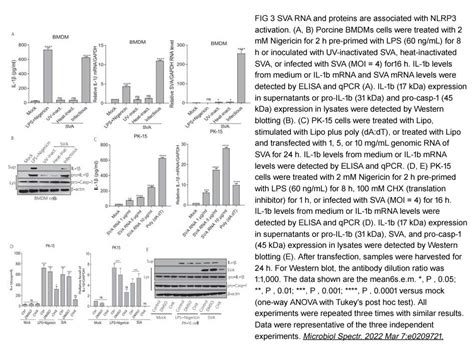 Cycloheximide Protein Synthesis Inhibitor Apexbio