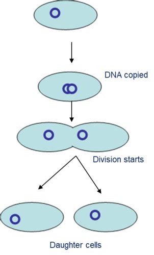2 Growth Of Bacteria Lecture Flashcards Quizlet