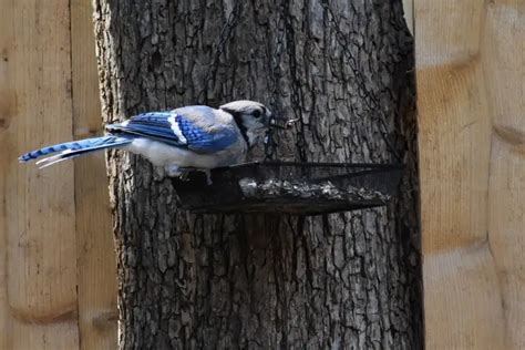 Optimizing Display Calibration With Calibrite Colorchecker