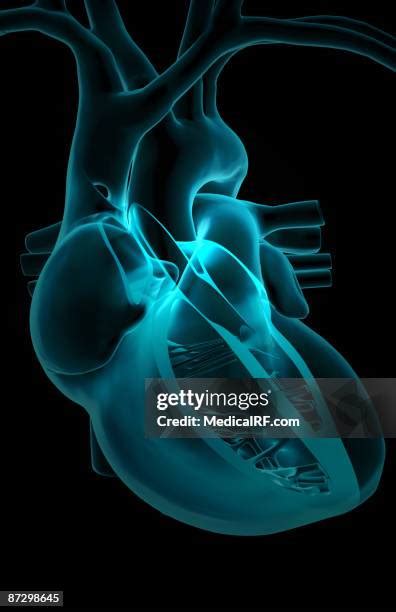 241 Vena Cava Superior High Res Illustrations Getty Images