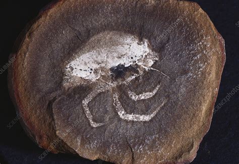 Fossil Flea Shrimp Stock Image C009 2374 Science Photo Library