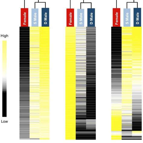 Heat Maps And Hierarchical Clustering Of Gene Expression For Females