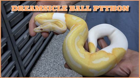 Showcase Saturday Dreamsicle Ball Python Youtube
