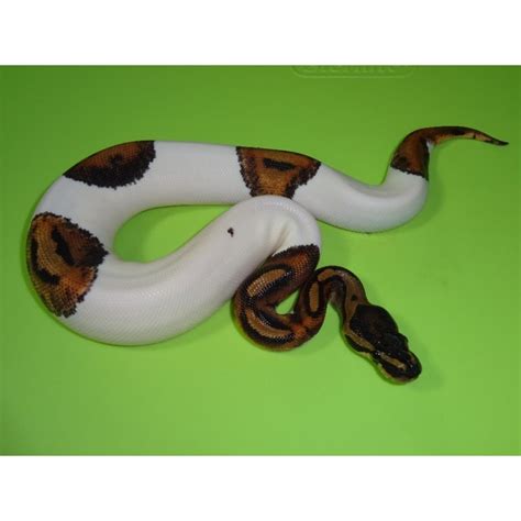Piebald Ball Python To Gram Male Strictly Reptiles