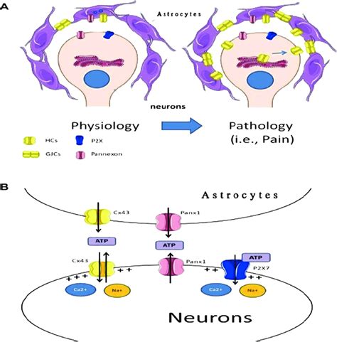 Communication Between Neurons And Astrocytes A Under Physiological Download Scientific