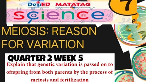 GRADE 7 QUARTER 2 WEEK 5 CELLULAR REPRODUCTION MEIOSIS AND FERTILIZATION YouTube