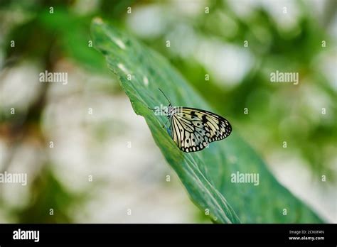 White Tree Nymph Idea Leuconoe Leaf Side Sitting Underside Of Wing Stock Photo Alamy
