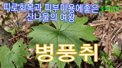 병풍쌈병풍취 Youtube