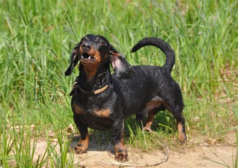 Why Do Small Dogs Bark So Much 6 Vet Reviewed Reasons Dogster