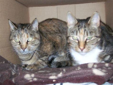 Suzy And Kitty 6 And 4 Year Old Female Tabby Domestic Short Haired