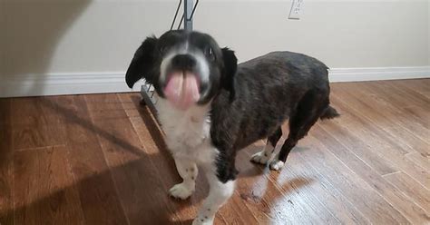 Blursed Doggo Album On Imgur